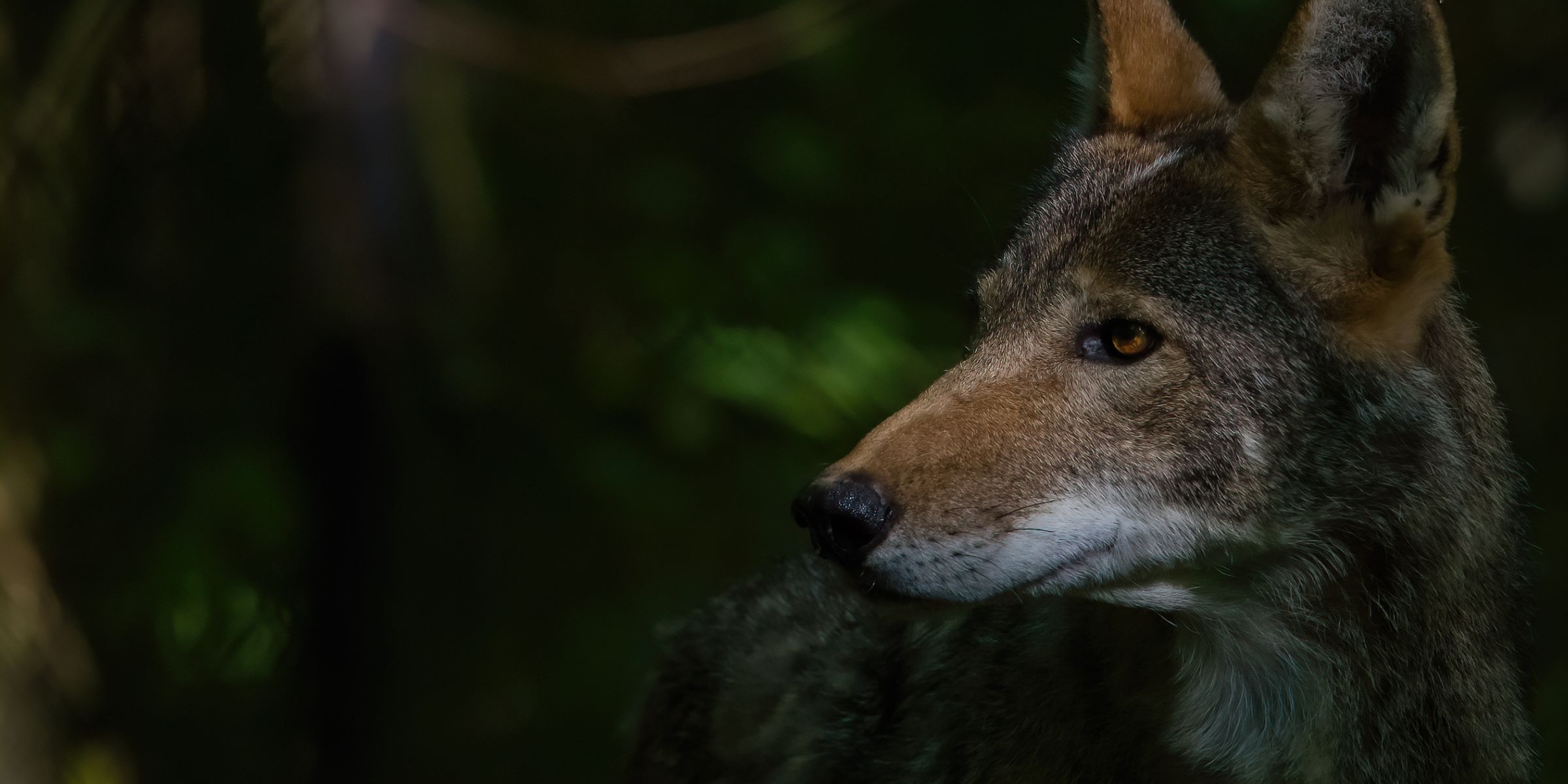 Red Wolf | Defenders of Wildlife